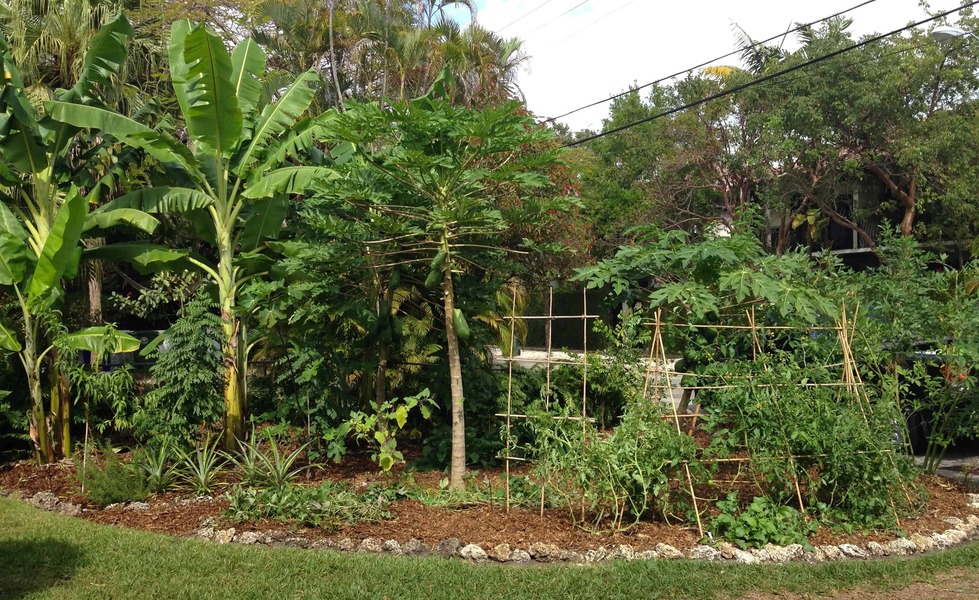 food forest | Homesteadinʻ Hawaiʻi