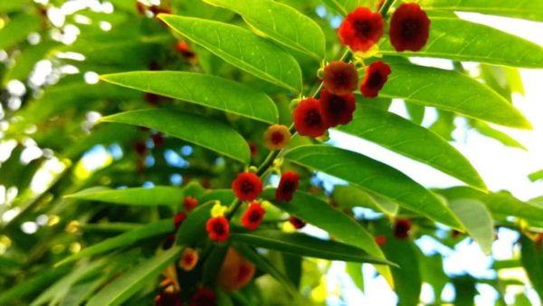 What are the Best Vegetables to Grow in Hawaii? | Homesteadinʻ Hawaiʻi