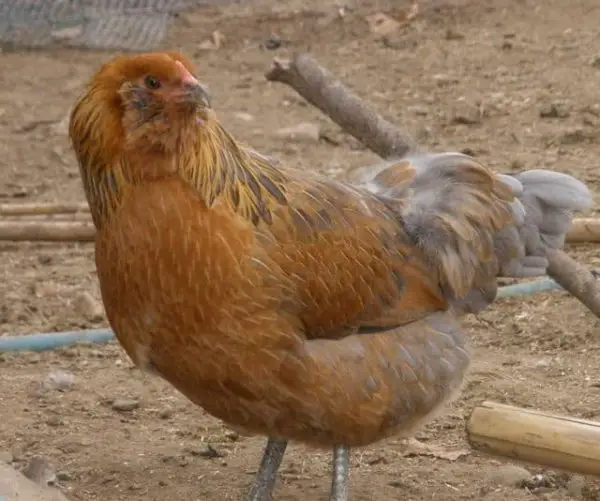 Best Chicken Breeds for Hawaii: With Pictures | Homesteadinʻ Hawaiʻi