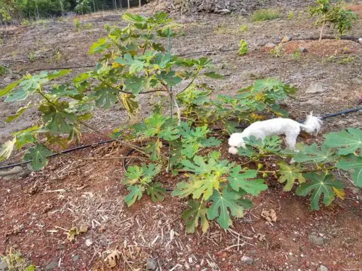 How To Grow Fig Trees In The Tropics | Homesteadinʻ Hawaiʻi