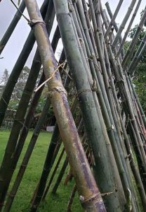 Bamboo Construction: Harvest And Treat To Last Years