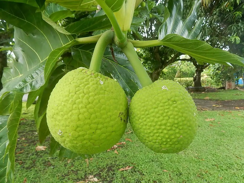 4 Easy Ways to Propagate Breadfruit (Ulu) | Homesteadinʻ Hawaiʻi
