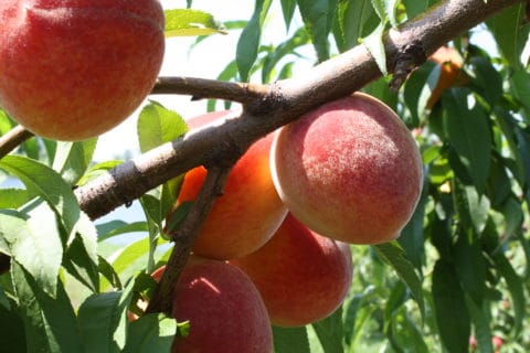 Growing Stone Fruit in the Tropics: How To Do It | Homesteadinʻ Hawaiʻi