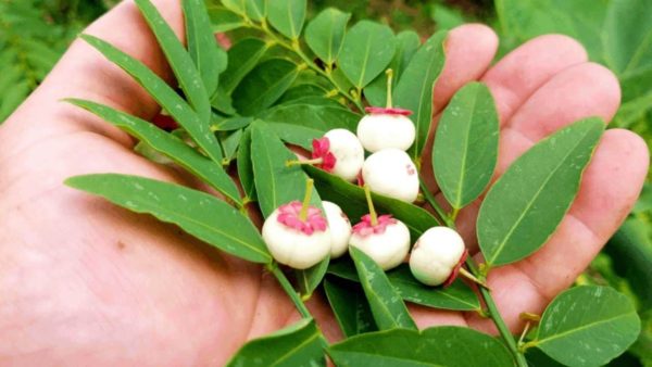 Katuk: Easy Perennial Green For The Off Grid Homestead | Homesteadinʻ ...