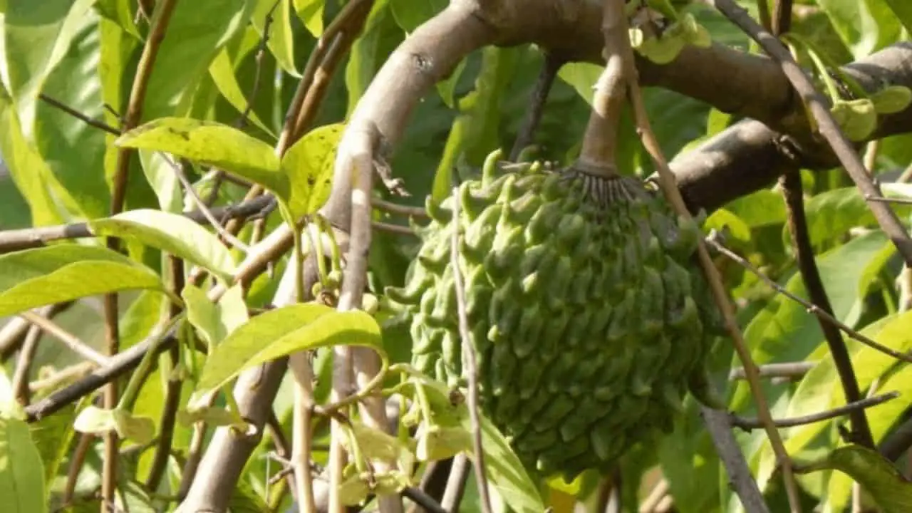 12 Best (Uncommon) Fruit Trees to Grow in the Tropics | Homesteadinʻ ...