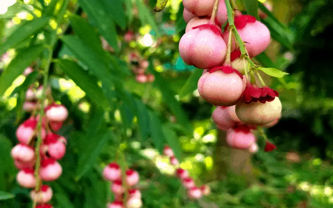 Katuk: Easy Perennial Green For The Off Grid Homestead