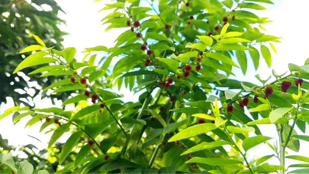 Katuk: Easy Perennial Green For The Off Grid Homestead