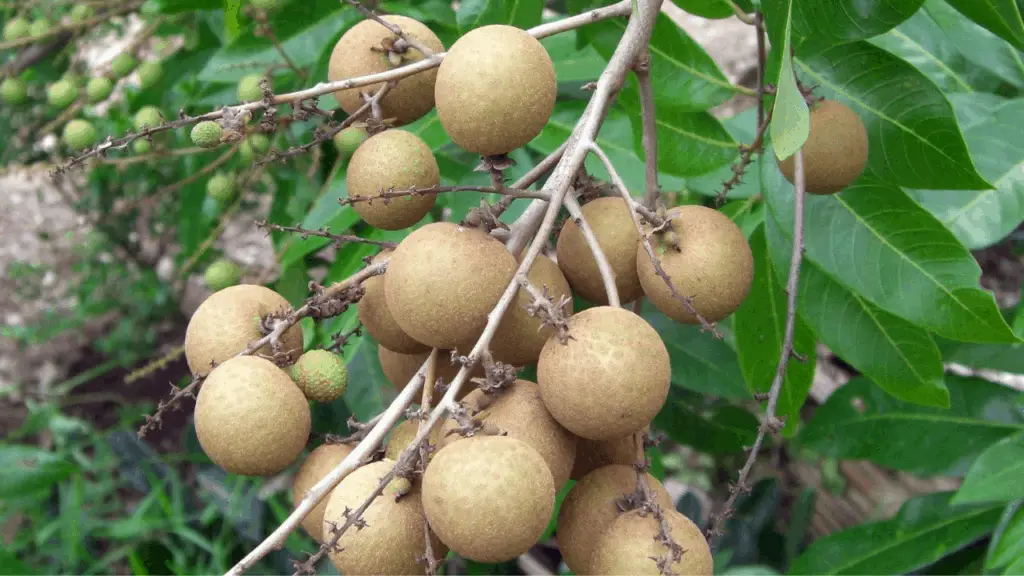 12 Best (Uncommon) Fruit Trees to Grow in the Tropics