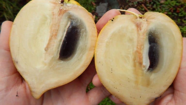 12 Best (Uncommon) Fruit Trees to Grow in the Tropics | Homesteadinʻ ...