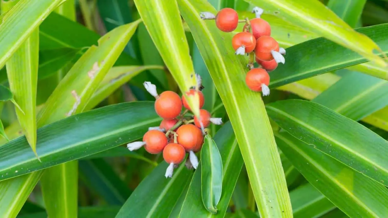 12 Herbs And Spices To Grow In The Tropics: Hawaii & Florida ...