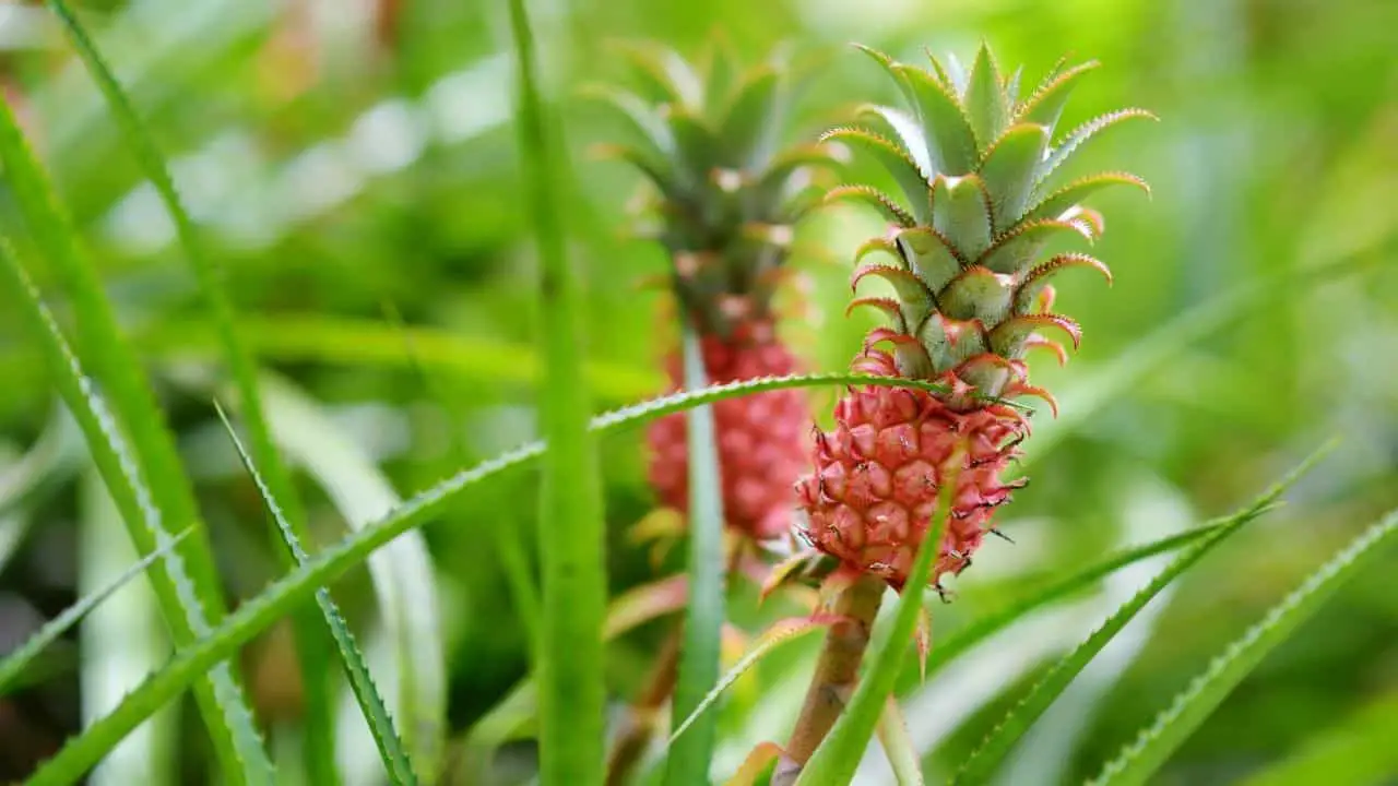 What are the Best Vegetables to Grow in Hawaii? | Homesteadinʻ Hawaiʻi