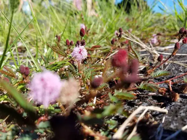 6 Edible Weeds That Grow In Hawai'i | Homesteadinʻ Hawaiʻi