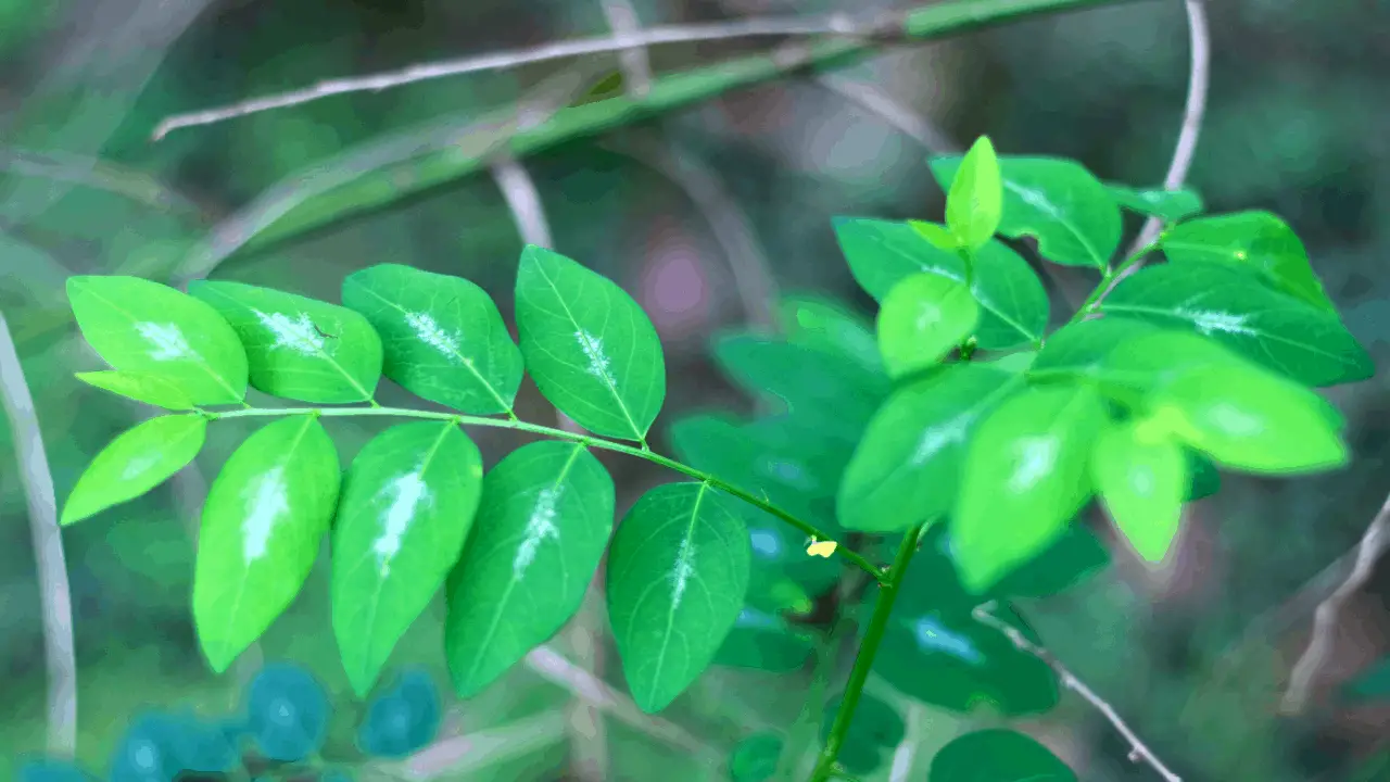 12 Best Shrubs for a Tropical Food Forest