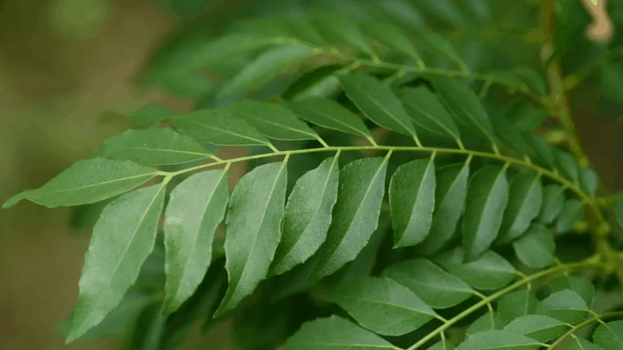 9 Tropical Herbs That Thrive | Homesteadinʻ Hawaiʻi