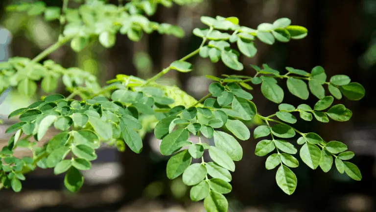 16 Edible Greens For The Tropical Garden | Homesteadinʻ Hawaiʻi