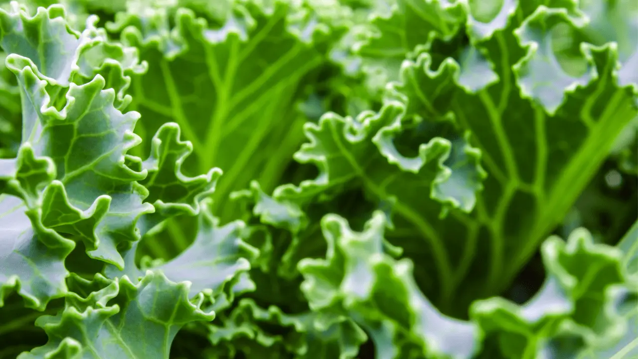 16 Edible Greens For The Tropical Garden Homesteadinʻ Hawaiʻi