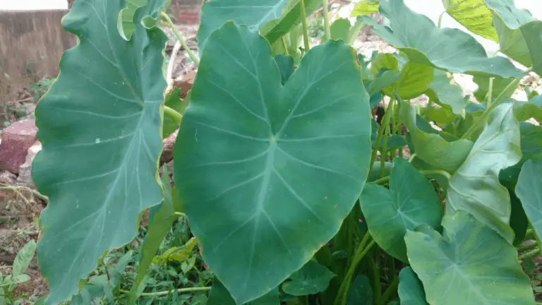 16 Edible Greens For The Tropical Garden | Homesteadinʻ Hawaiʻi