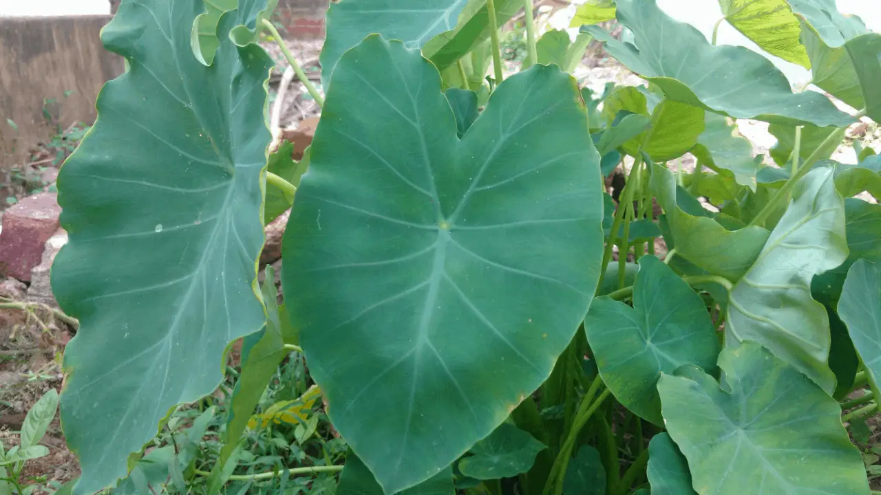 16 Edible Greens For The Tropical Garden Homesteadinʻ Hawaiʻi