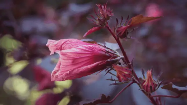 16 Edible Greens For The Tropical Garden Homesteadinʻ Hawaiʻi