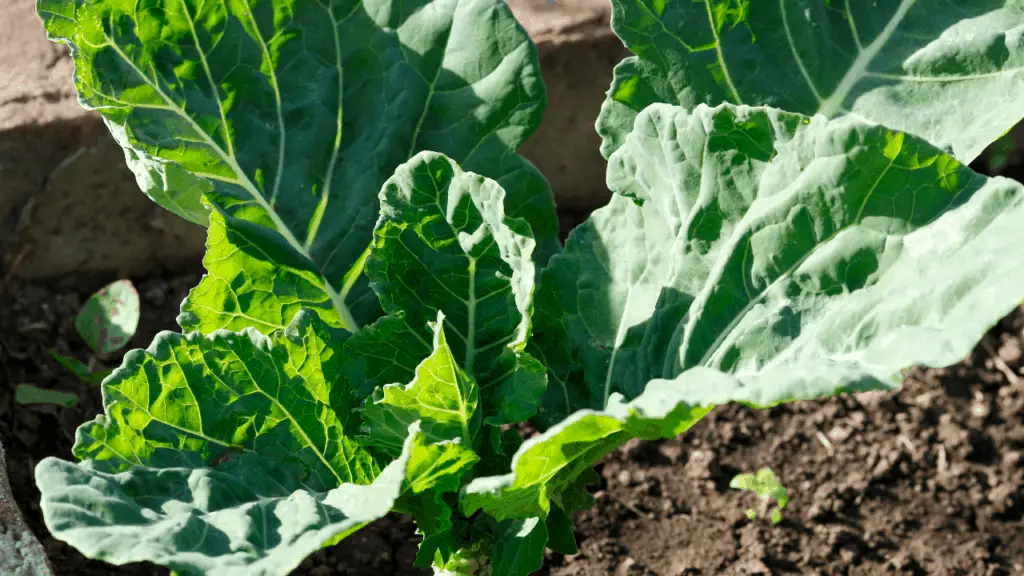 16 Edible Greens For The Tropical Garden