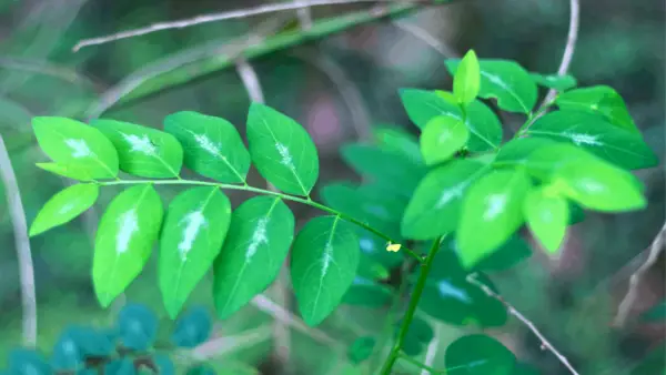 16 Edible Greens For The Tropical Garden Homesteadinʻ Hawaiʻi
