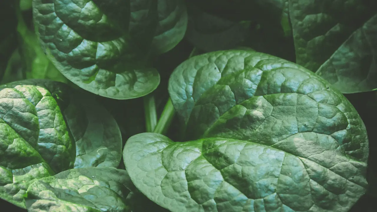 16 Edible Greens For The Tropical Garden | Homesteadinʻ Hawaiʻi