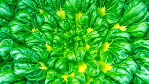 16 Edible Greens For The Tropical Garden | Homesteadinʻ Hawaiʻi