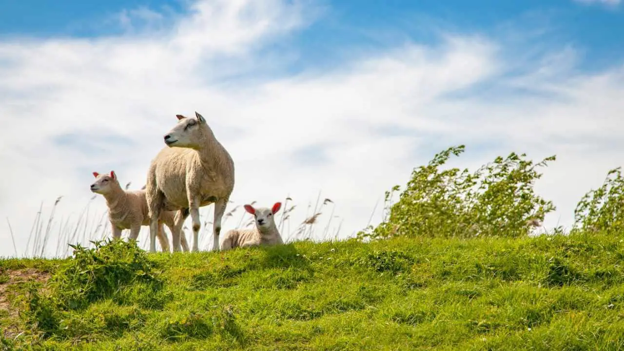 Best Sheep Breeds for Hawai’i and Other Tropical Areas | Homesteadinʻ ...