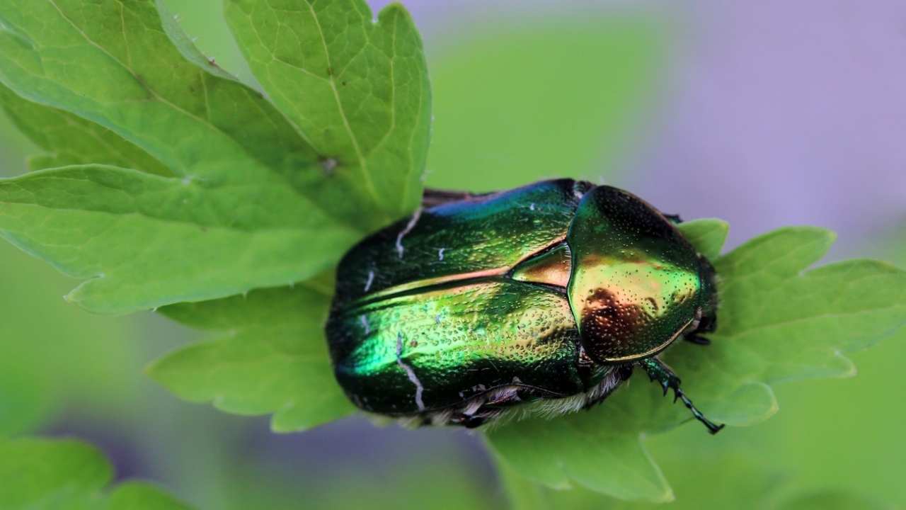 Common Garden Pests of Hawaii | Homesteadinʻ Hawaiʻi