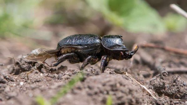 Common Garden Pests of Hawaii | Homesteadinʻ Hawaiʻi