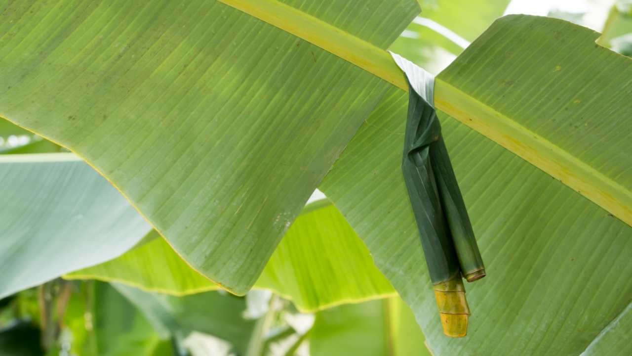 Common Garden Pests of Hawaii | Homesteadinʻ Hawaiʻi