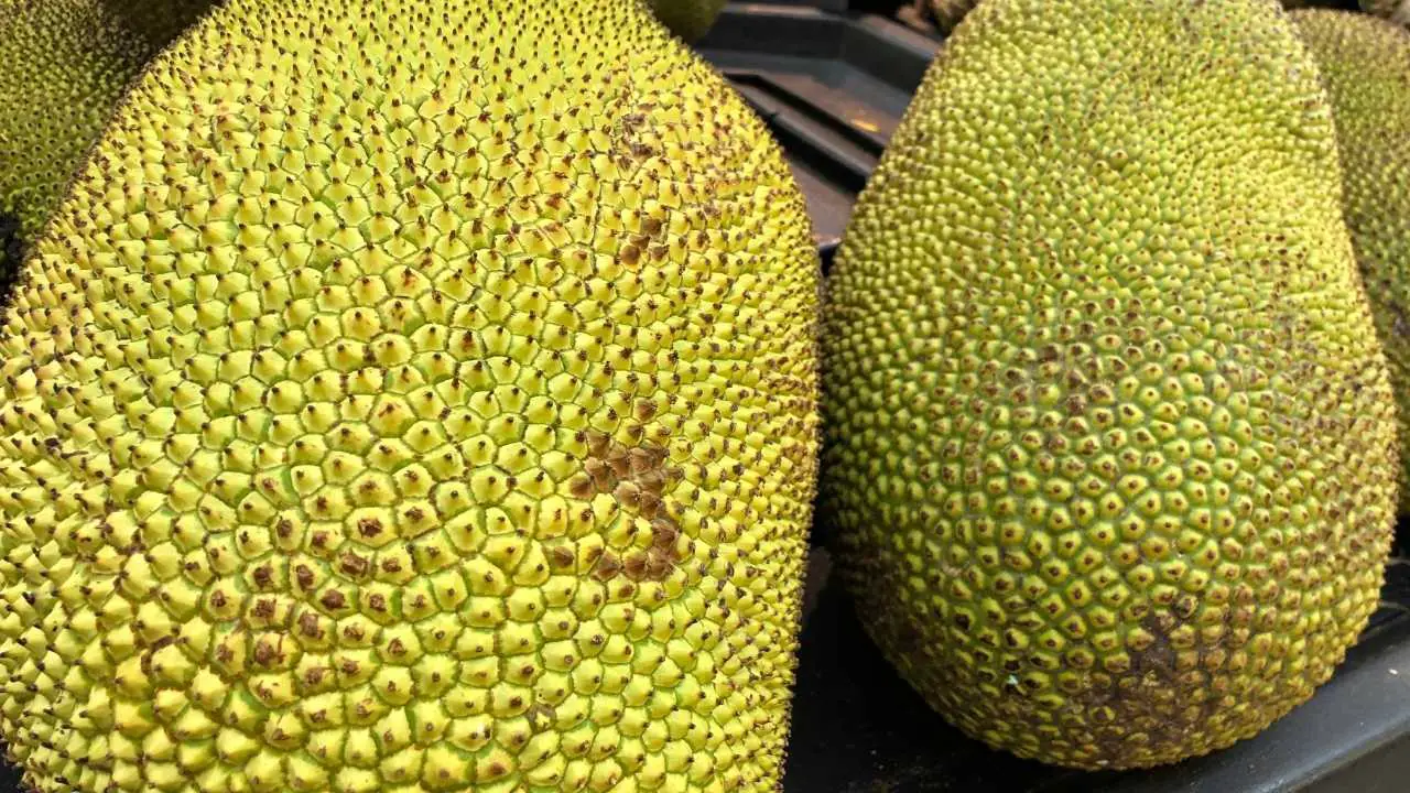 The Complete Guide To Growing Jackfruit