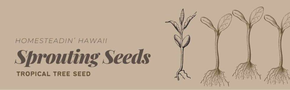 Top 6 Seed Companies For Hawaii & The Tropics | Homesteadinʻ Hawaiʻi