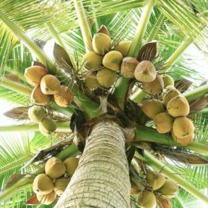 12 Of The Best Fruit Trees to Grow in Hawaii | Homesteadinʻ Hawaiʻi