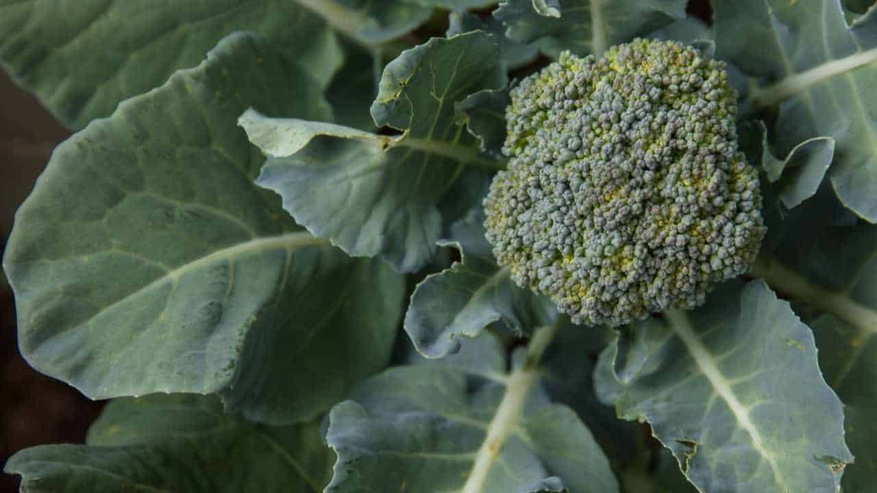 Can You Grow Broccoli in Hawaii? | Homesteadinʻ Hawaiʻi
