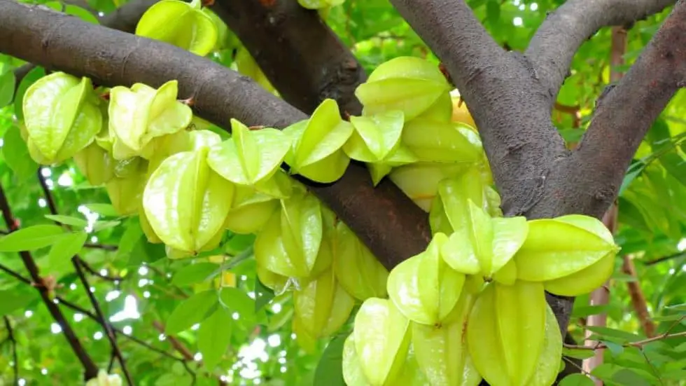 Complete Guide To Growing Starfruit | Homesteadinʻ Hawaiʻi