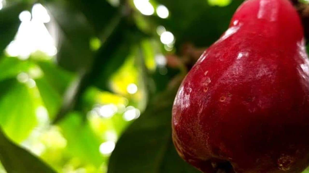 Mountain Apples: The Complete Guide To Growing and Harvesting (malay ...