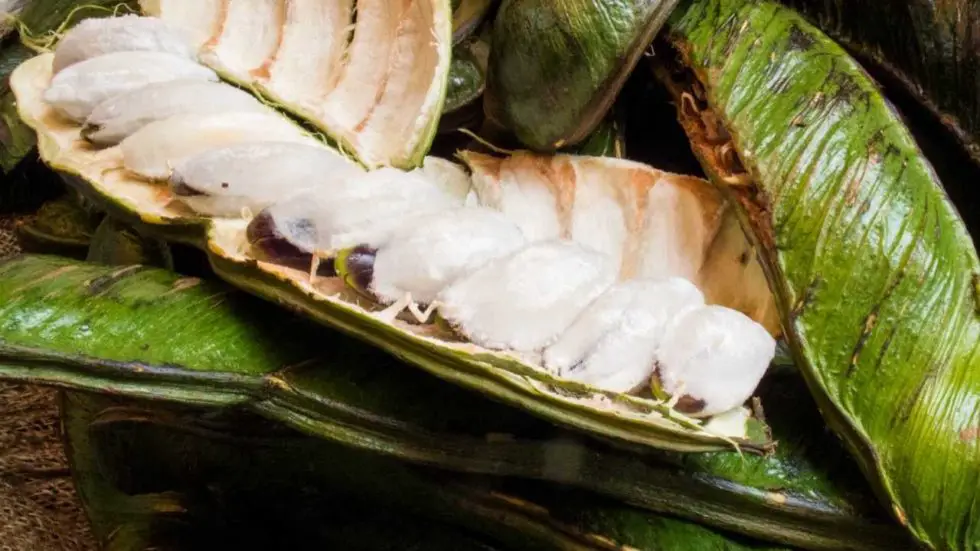 Everything You Need To Know About Growing The Ice Cream Bean Tree ...