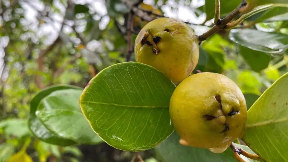 Growing Guavas: The Only Guide Youʻll Ever Need | Homesteadinʻ Hawaiʻi