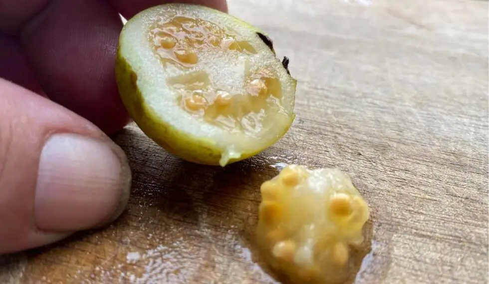 Growing Guavas: The Only Guide Youʻll Ever Need | Homesteadinʻ Hawaiʻi