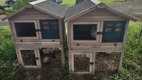 Raising Rabbits In Hawaii: What You Need To Know | Homesteadinʻ Hawaiʻi