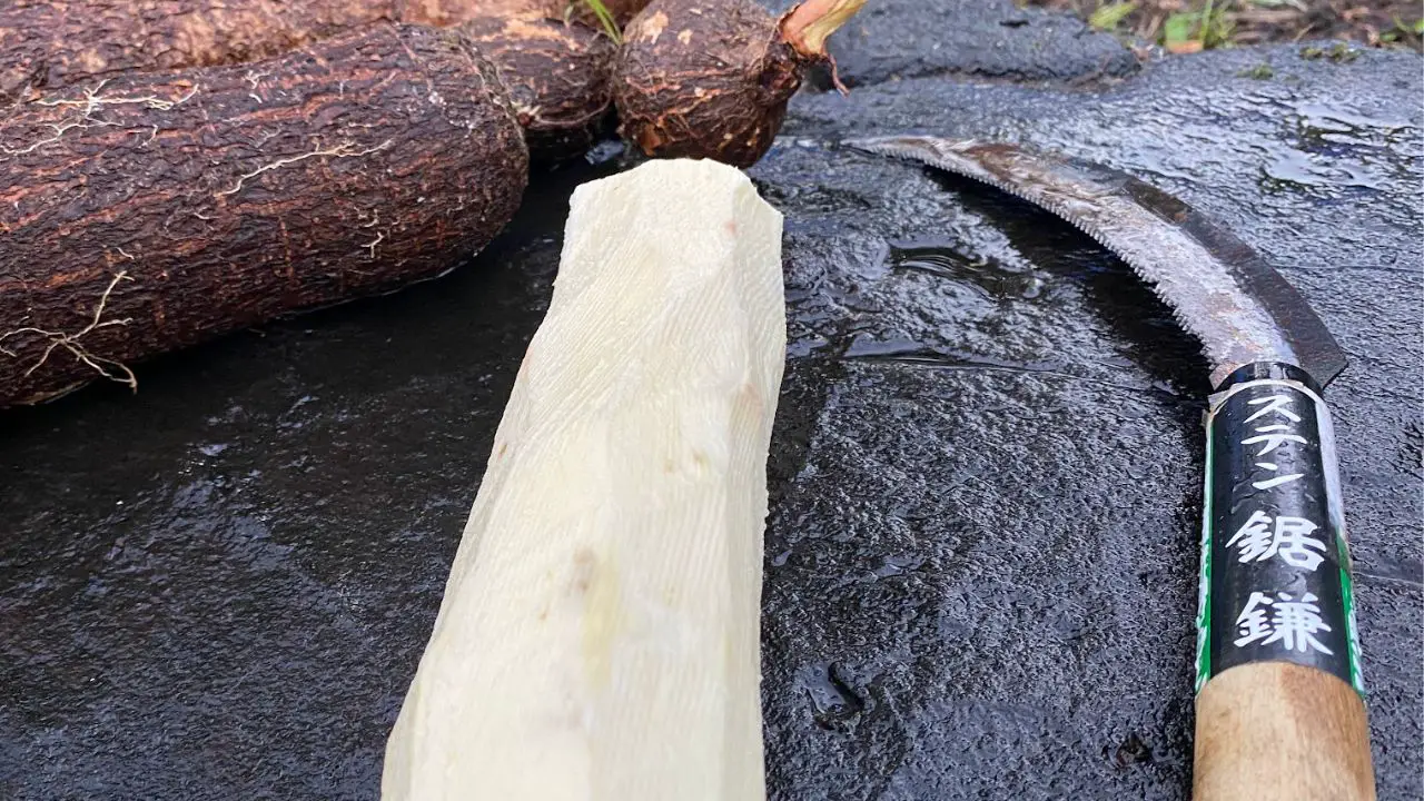 All About Processing, Storing and Cooking Cassava | Homesteadinʻ Hawaiʻi