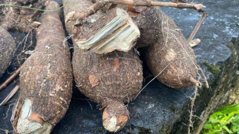 All About Processing, Storing and Cooking Cassava | Homesteadinʻ Hawaiʻi