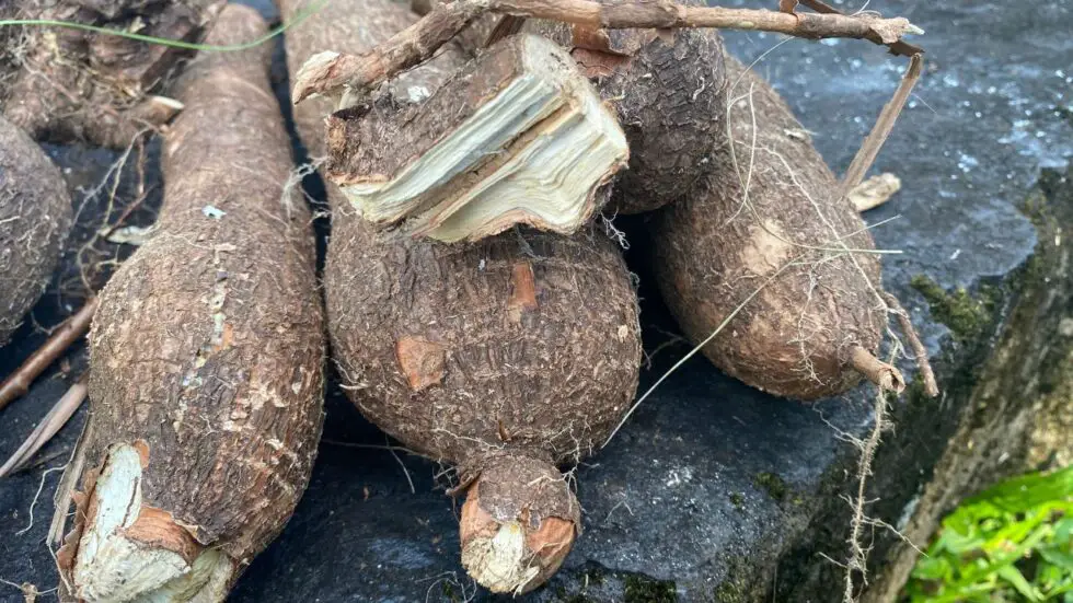All About Processing, Storing and Cooking Cassava | Homesteadinʻ Hawaiʻi