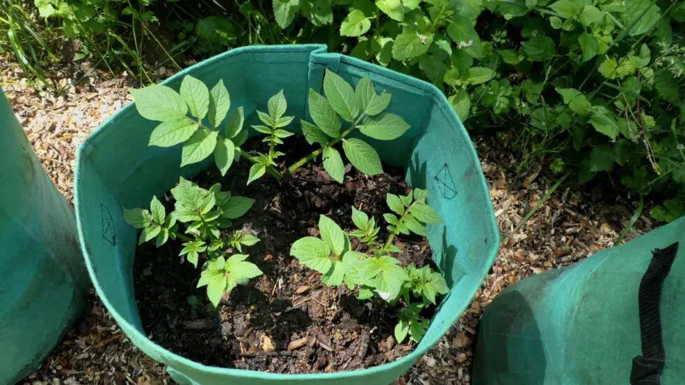 Growing Potatoes in Tropical Climates | Homesteadinʻ Hawaiʻi