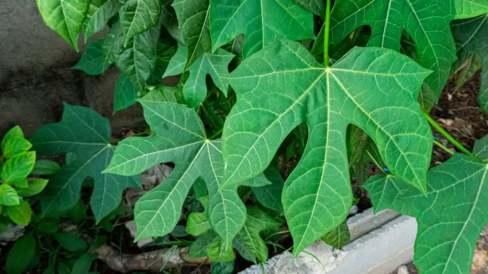 Growing Chaya, or Tree Spinach in Hawaii | Homesteadinʻ Hawaiʻi