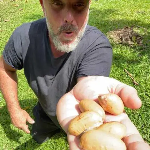 What Fruits Do (and Don’t) Grow True-to-Seed | Homesteadinʻ Hawaiʻi